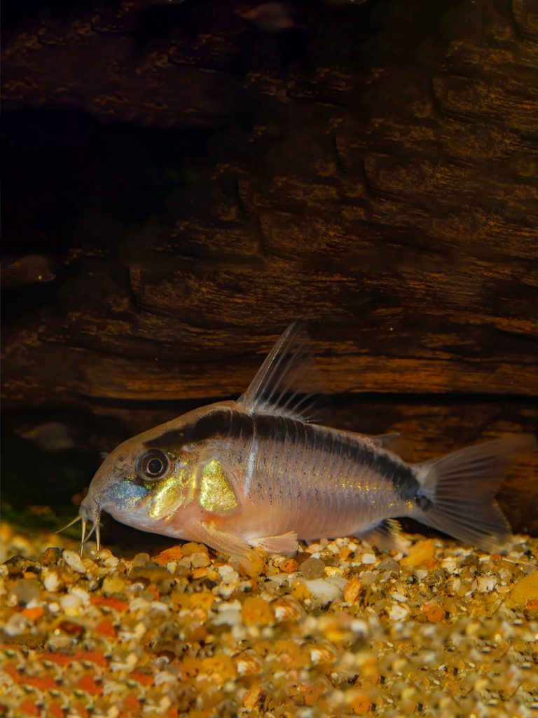Corydora Arcuatus - Jr Tropical fish