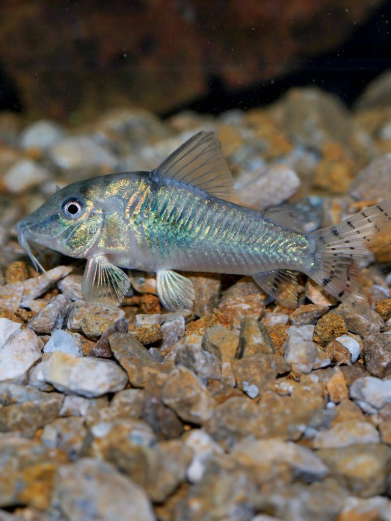Corydora Septentrionalis - Jr Tropical fish