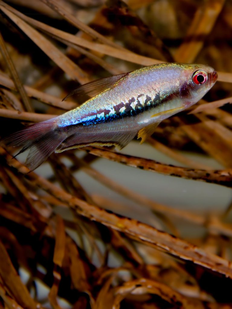 Tetra Emperador ojo rojo (Nematobrycon Lacortei ) - Jr Tropical fish