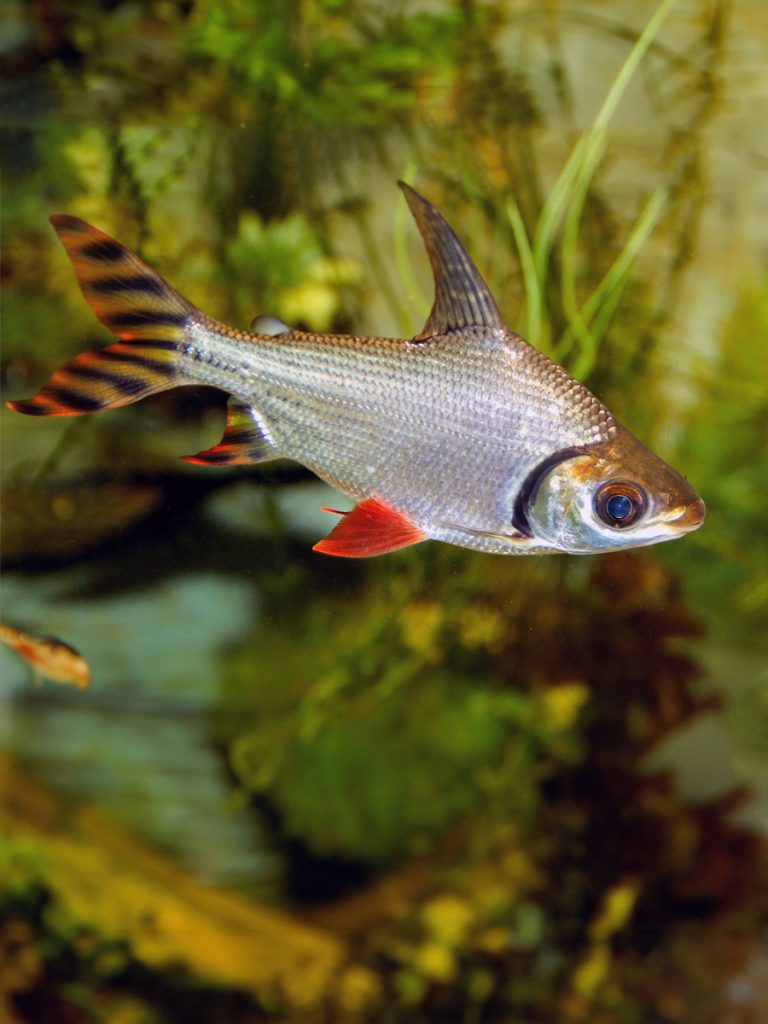 Sapoara Aleta Roja (Semaprochilodus Taeniurus) - Jr Tropical fish
