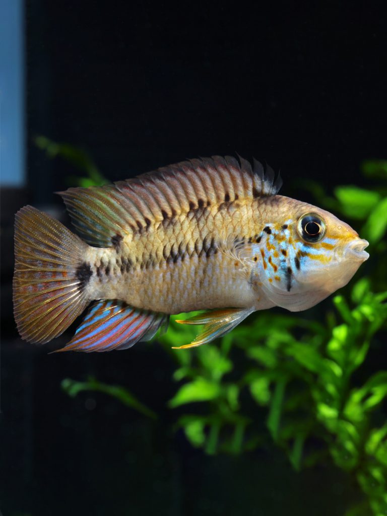 Apistogramma Alacrina - Jr Tropical fish