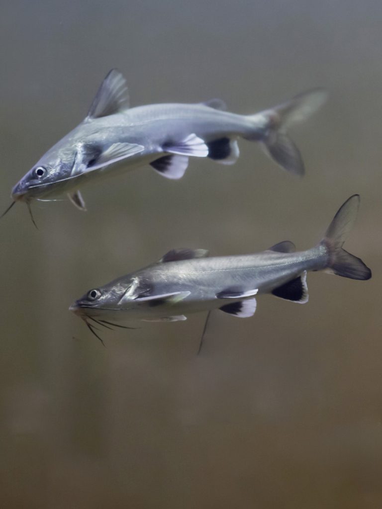 Tiburon Colombiano (Ariopsis Seemanni) – Jr Tropical fish